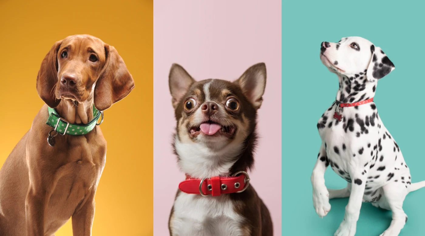 Les 10 meilleurs colliers pour chiens de toutes tailles – amourduchien.com