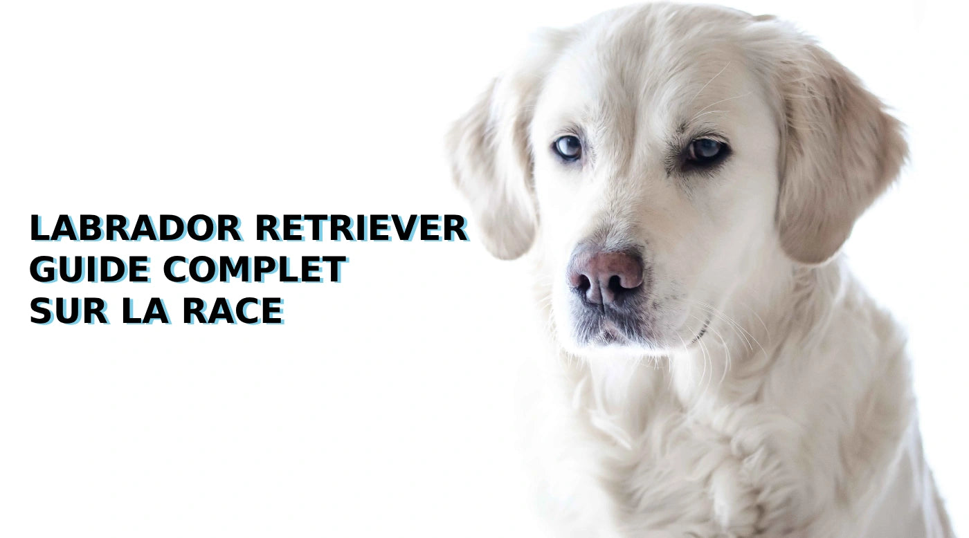 Labrador Retriever : Guide complet |Alimentation, Soins, Caractère et ...