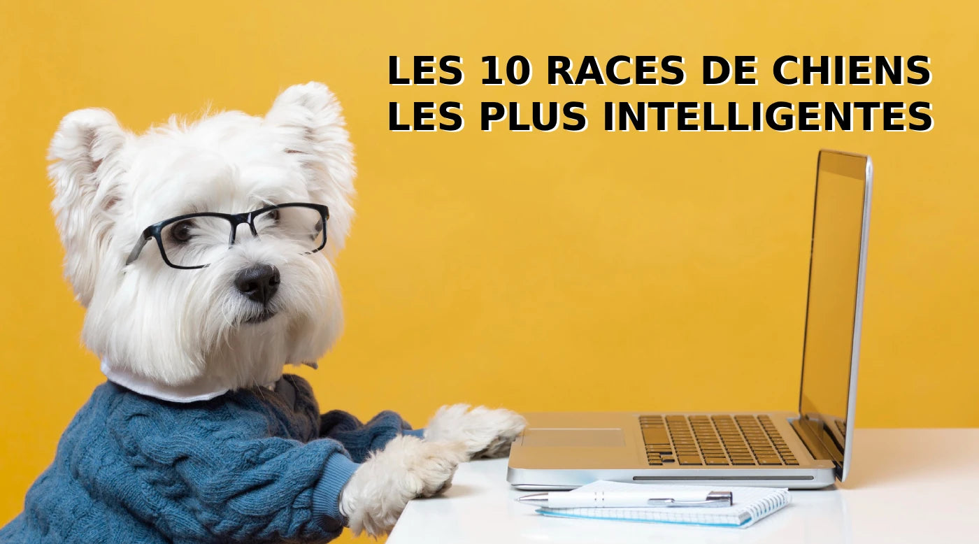Les 10 Races de Chiens les Plus Intelligentes en 2024 : Découvrez le ...
