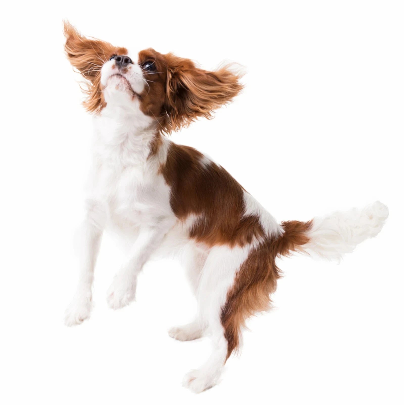 Amour Du Chien - Pour les amoureux des chiens